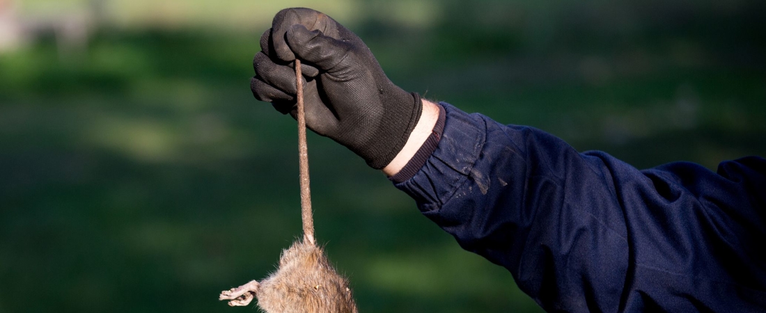 October 2020 Blogs | Preventive Pest Control