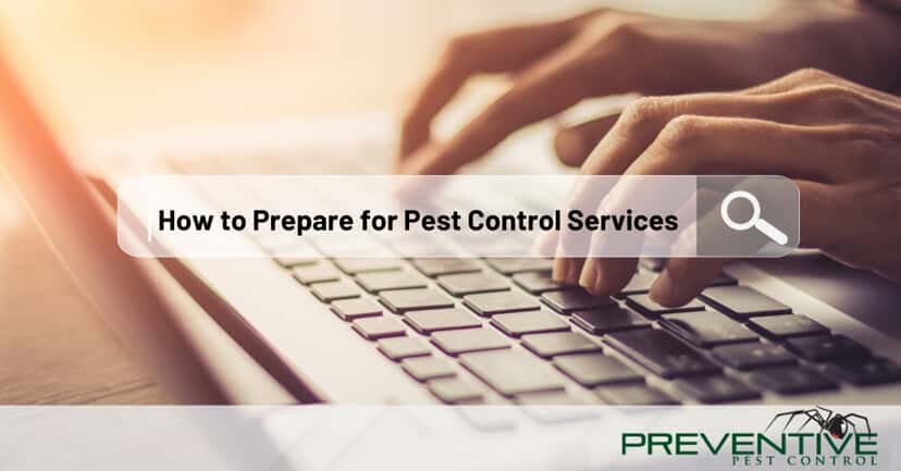 How to Prepare for Pest Control Services
