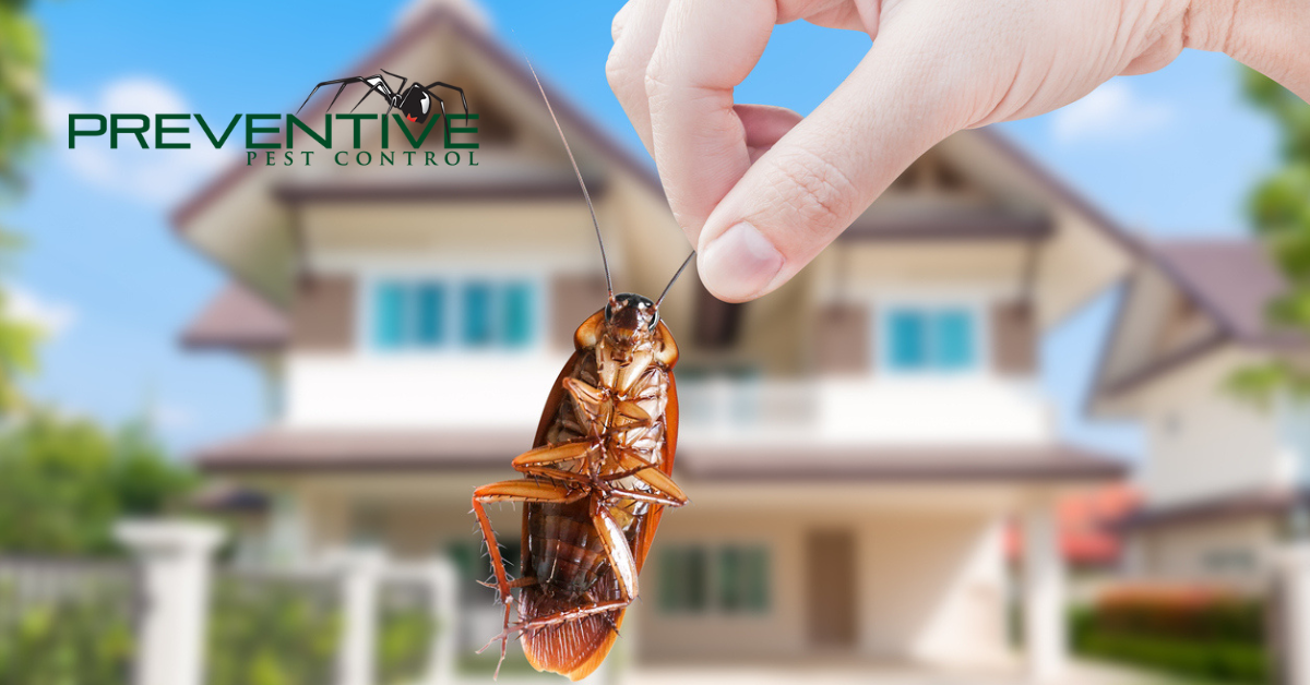 Understanding Common Household Pests