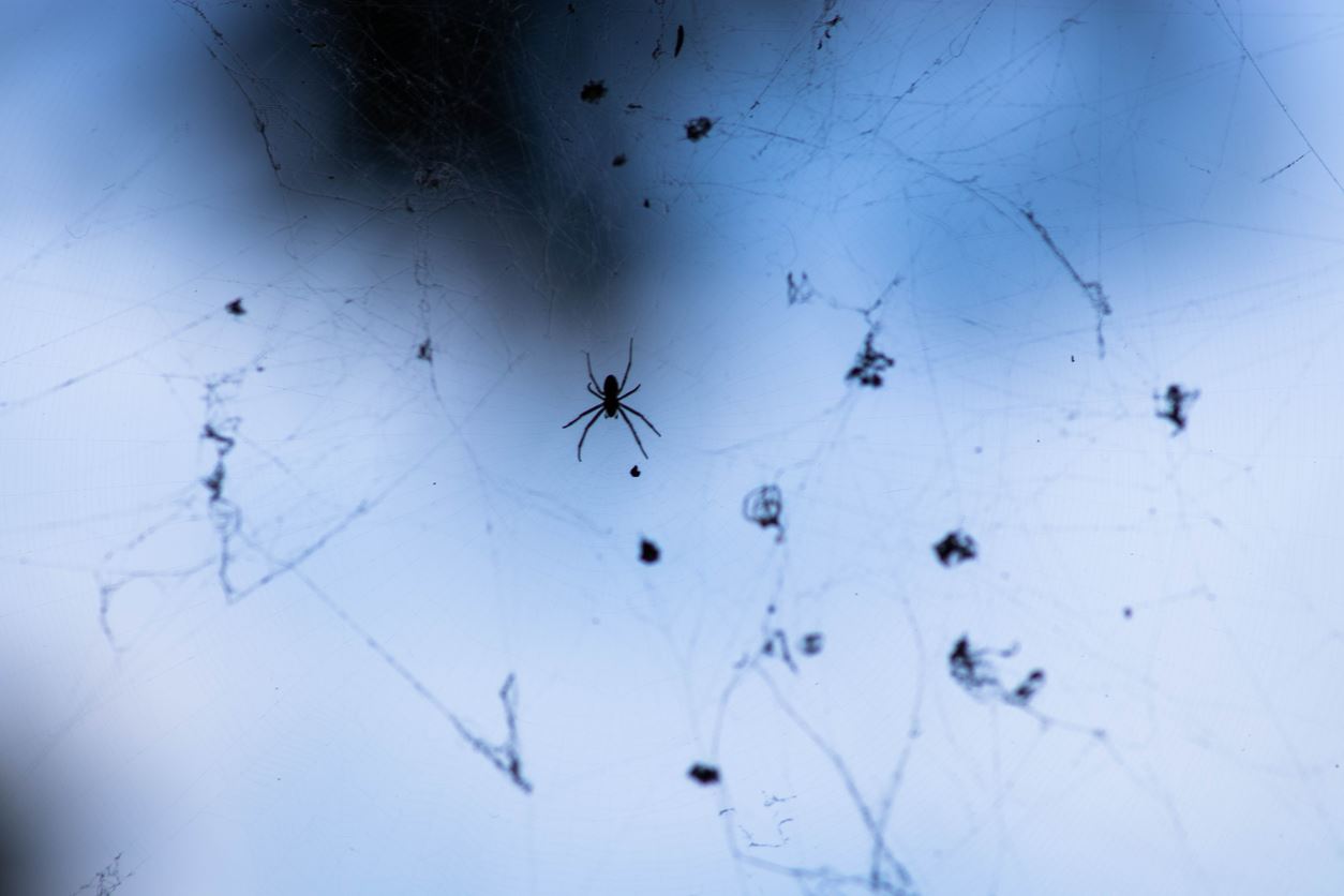 Spider Pest Control During Halloween: Keeping the Creepy Crawlers at Bay