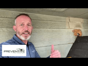 Houston Rodent Control | Rat & Mouse Control